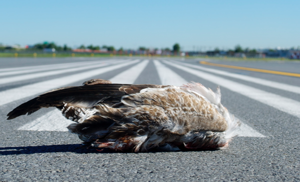 Birdstrike Canada – Wildlife Strike Definition – Bird Strike ...